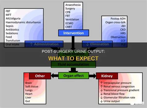 Post Surgery Urine Output What To Expect Medshun