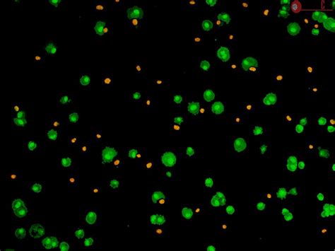 Sciencell™ Livedead Cell Staining Kit Cell Viability Analysis