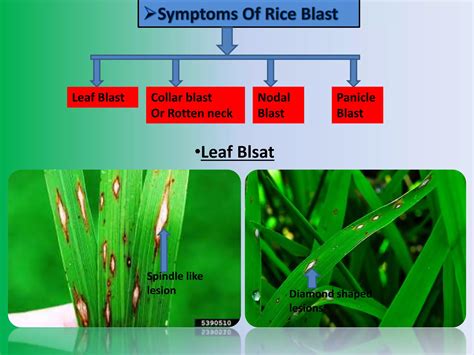 Rice Blast Pptx