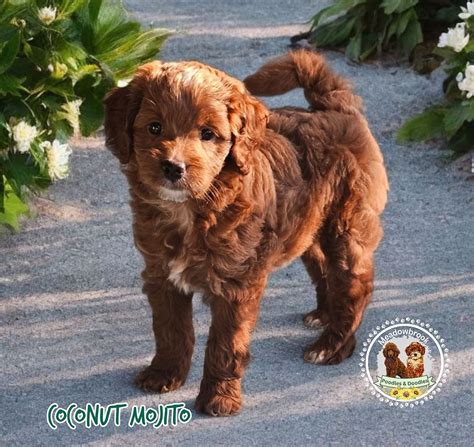 Poodles Vs Doodles Whats The Difference