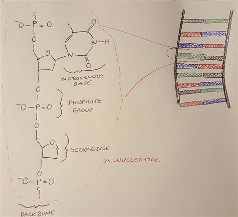 The Structure Of DNA Emma Benjaminson Mechanical Engineering Graduate Babe