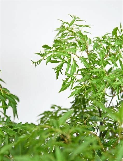 ポリシャス・フルティコーサ 102501 販売・通販 詳細ページ Tree Tree