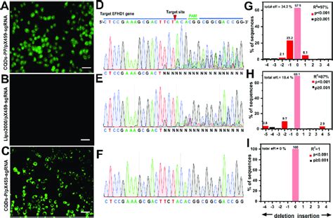 Efhd1 Gene Editing Using Cqds Pp Px459 Efhd1 Sgrna Complexes Download Scientific Diagram