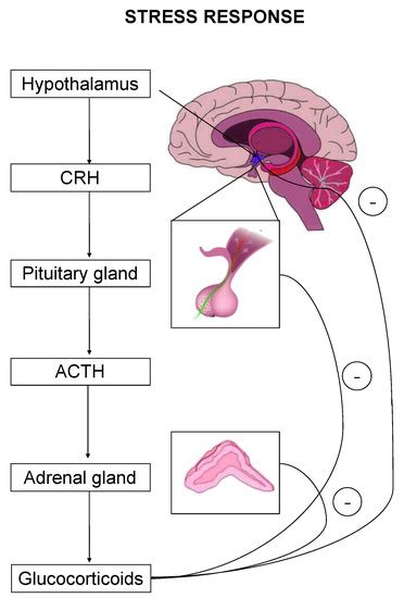 Glucocorticoids Function