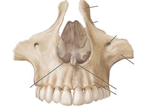Maxillae Diagram Quizlet