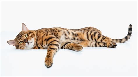 Топ 10 опасных продуктов которые нельзя давать кошкам Питомцы Mail