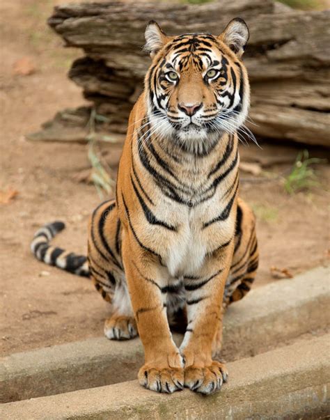 Female White Tiger With