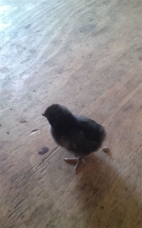 Assorted Bantams Backyard Chickens Learn How To Raise Chickens