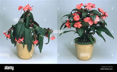 Wilted Plant