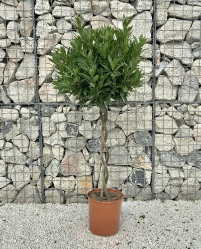 Laurus Nobilis Double Spiral Stem Half Standard Pdg Nurseries
