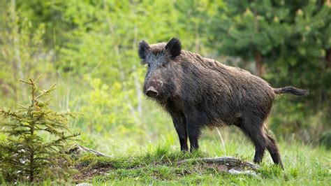 35 Facts About Feral Hogs