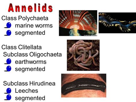 Subclass Oligochaeta
