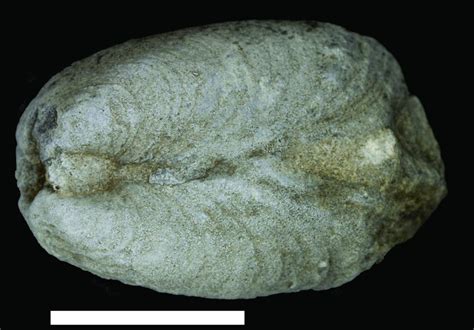 Carboniferous Bivalves Gallery Sam Noble Museum