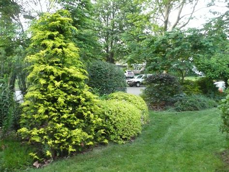 Hinoki Cypress Varieties Hinoki Cypress Crippsivariegated Evergreen