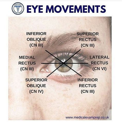 Trochlear Nerve Eye Movement