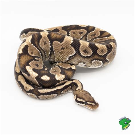 Mckenzie Yellow Bellied Ball Python Juvenile Male Special Strictly