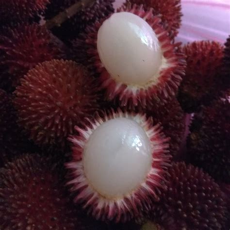 Pulasan Salsha Nursery Seribuana