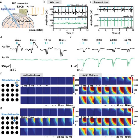 In Vivo Artifact‐free Neural Recording During Optical Stimulation Using Download Scientific