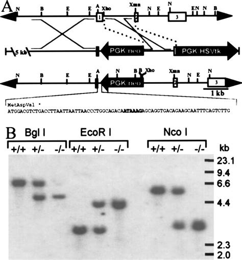 Targeted Disruption Of The Mouse A Gene A Strategy Used To Disrupt