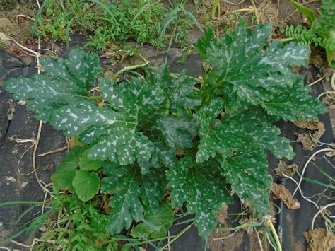 Proti Padlí Přírodní Cestou Agro Natura Pěstování Bez Chemie Agro