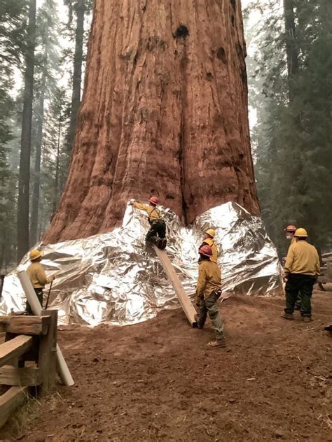 The General Sherman Tree Sequoia And Kings Canyon National Parks U S