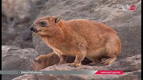 فيلم حيوان الوبر Youtube