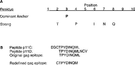 Figure 1 From Characterization Of The Peptide Binding Motif Of A Rhesus