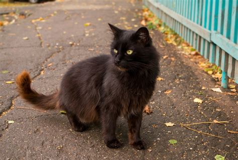 Fotos Gratis Calle Gatito Otoño Gato Negro Fauna Bigotes Sin