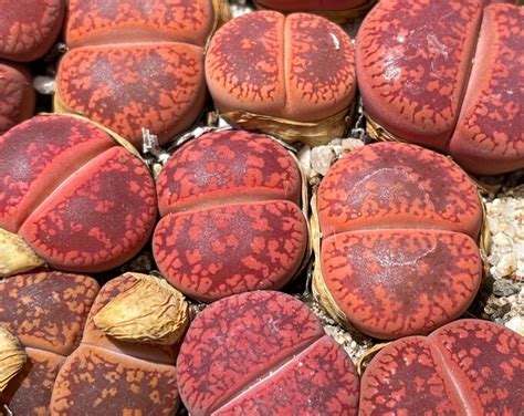 Lithops Aucampiae Rudesheim Ruby 1 Plant Etsy