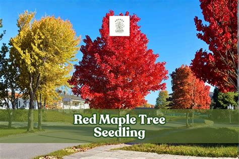 Red Maple Tree Seedling Acer Rubrum Brilliant Fall Color Etsy