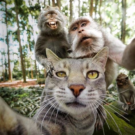 This Cat Is A Selfie King With Animal Friends And Adventures Across The World