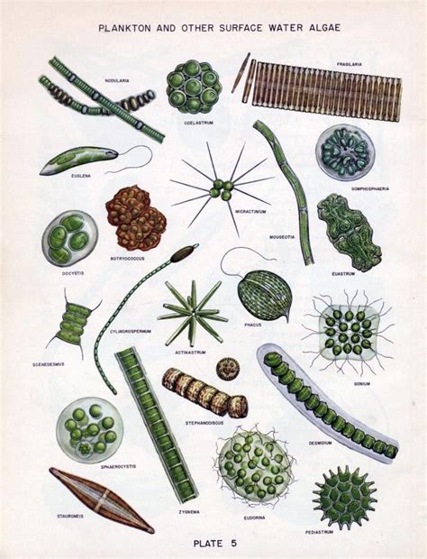 Algae In Water Supplies An Illustrated Manual