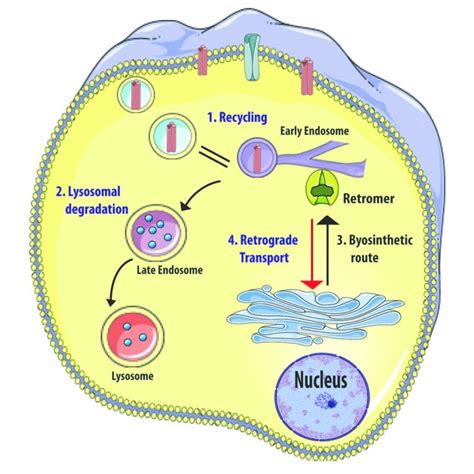 Retromer Complex Functions Retromer Complex In Green Controls The Download Scientific