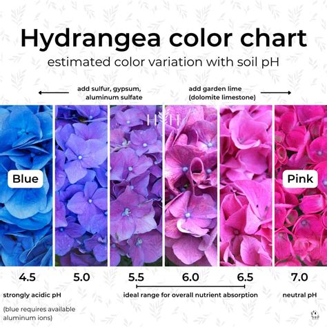 Hydrangea Color Chart 🌸🌈 Navigate Hues For The Perfect Garden Palette