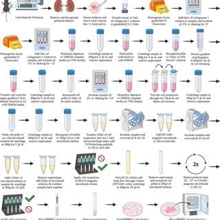 A Graphical Overview Of The Step By Step Procedure For The Isolation Download Scientific