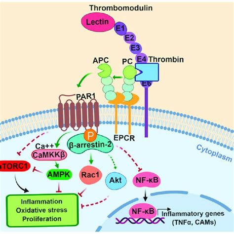 The Protein C Activation By The Thrombin Thrombomodulin Complex And The