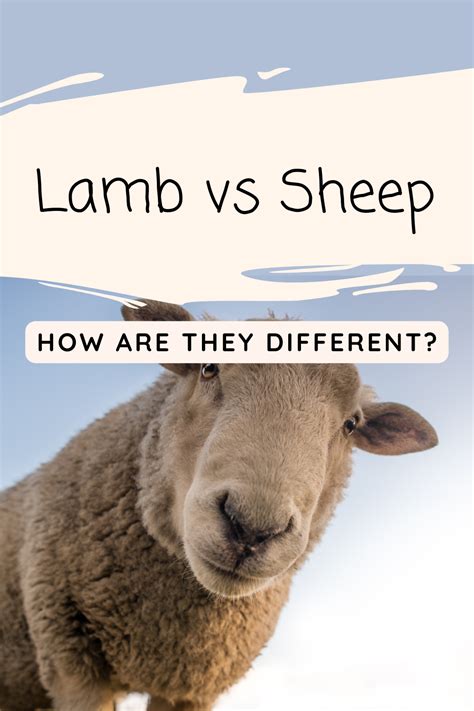 Lamb vs Sheep: Understanding the Differences