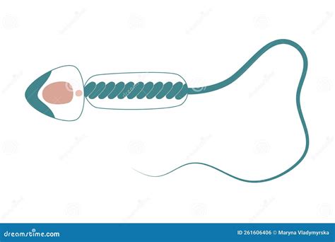 Educational Diagram Of Human Sperm Cell Flat Style Simple Illustration