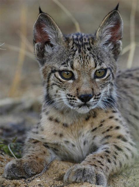 Iberian Lynx Cute Cubs