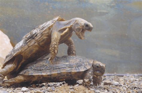 Sex As Exercise Dartmouth Undergraduate Journal Of Science