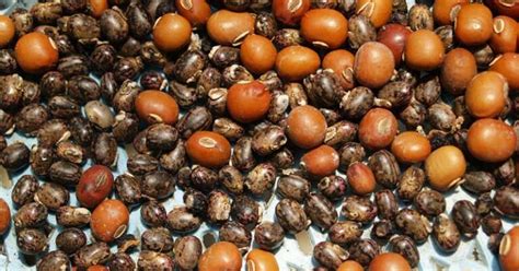 Best Mucuna Pruriens Supplements And How To Take Them For Maximum Bioavailability Superfood