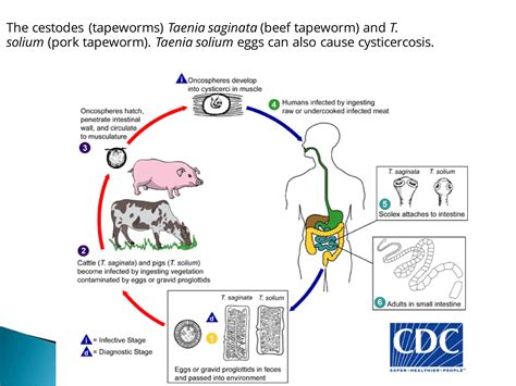 Phylum Platyhelminthes Characteristics And Classification Pdf
