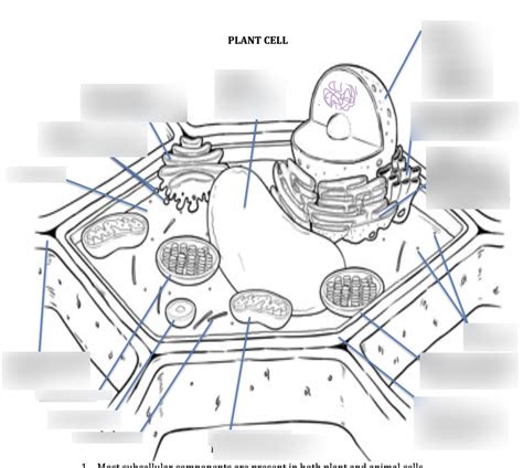 Plant Cell Diagram Quizlet
