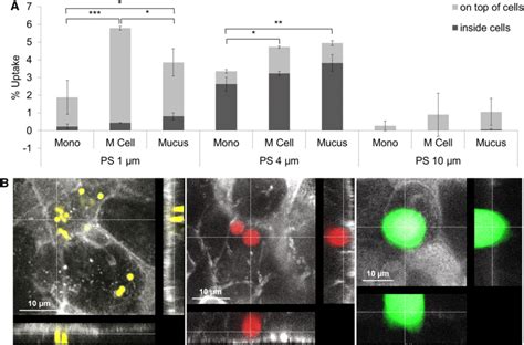Uptake Of Fluorescent 1 µm 4 µm And 10 µm Polystyrene Ps Download Scientific Diagram