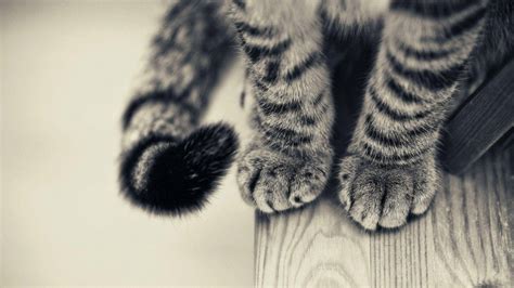 100 Black And White Cat Pictures