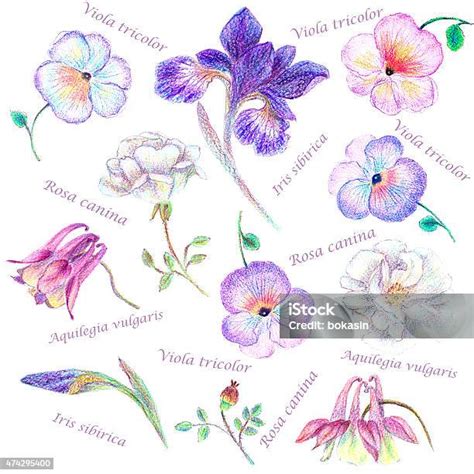 Hand Drawn Garden Flower Set With Latin Names Stock Illustration