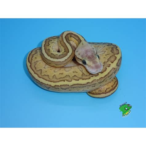 Nuclear Lemon Blast Ball Python Hatchling Strictly Reptiles Inc