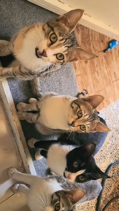 پیشی میشی های من😂 Youtube