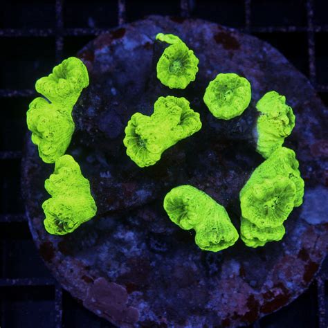 Caulastrea Toxic Communitycorals