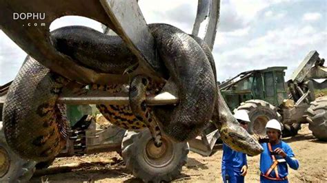 세상에서 가장 큰 뱀 Youtube